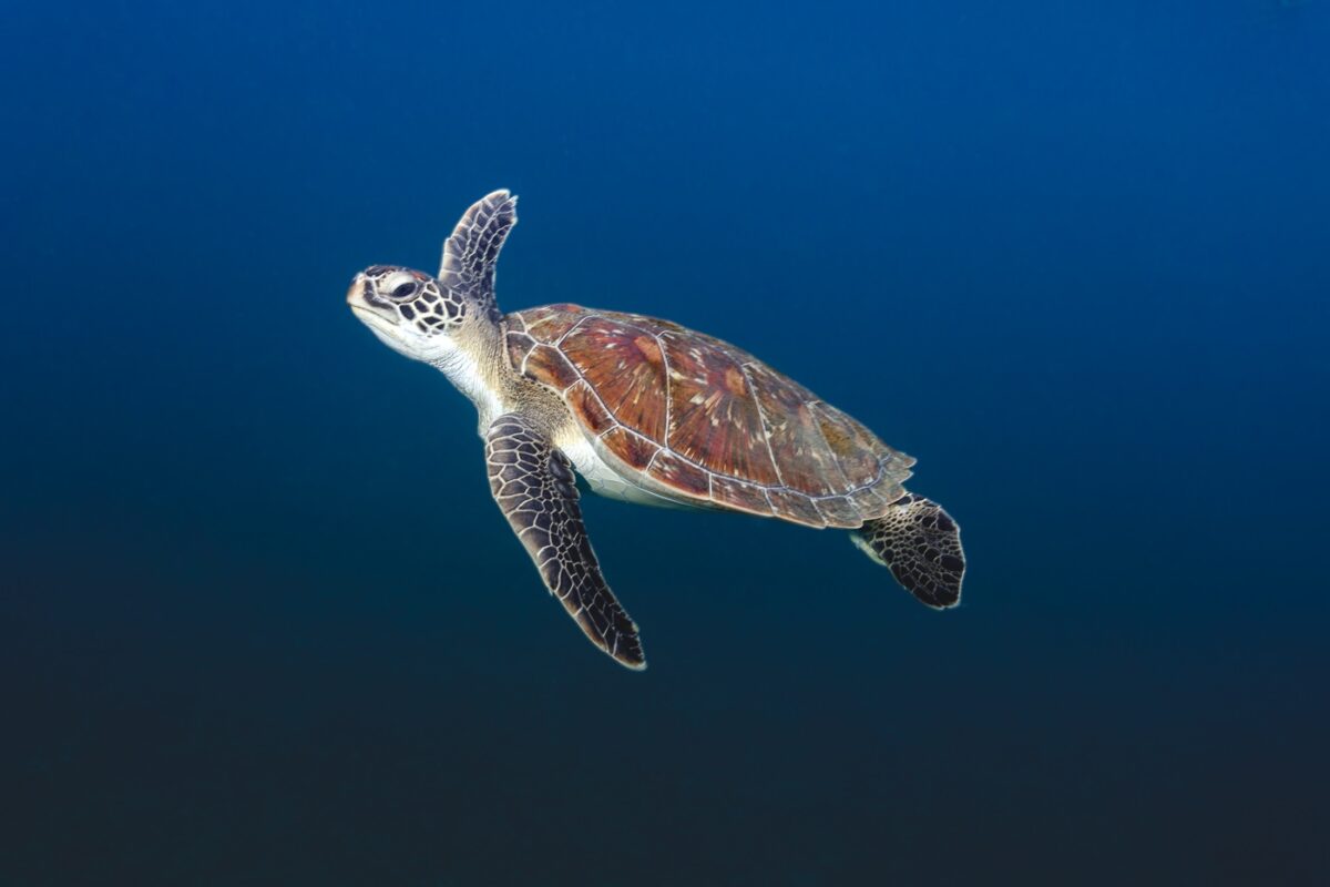 Shark Bay: Where to Spot Black Tip Reef Sharks on Koh Tao