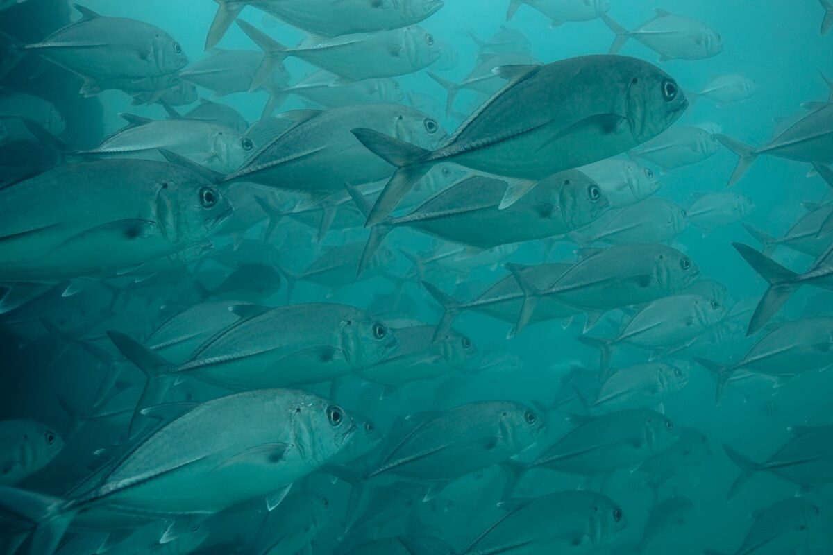 Guide to Visiting Tangalooma Wrecks on Moreton Island