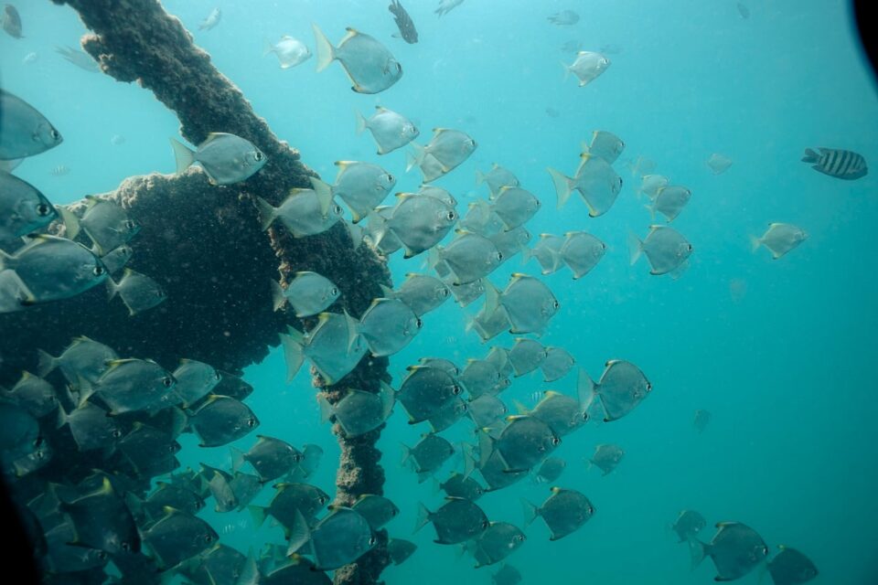 Guide to Visiting Tangalooma Wrecks on Moreton Island