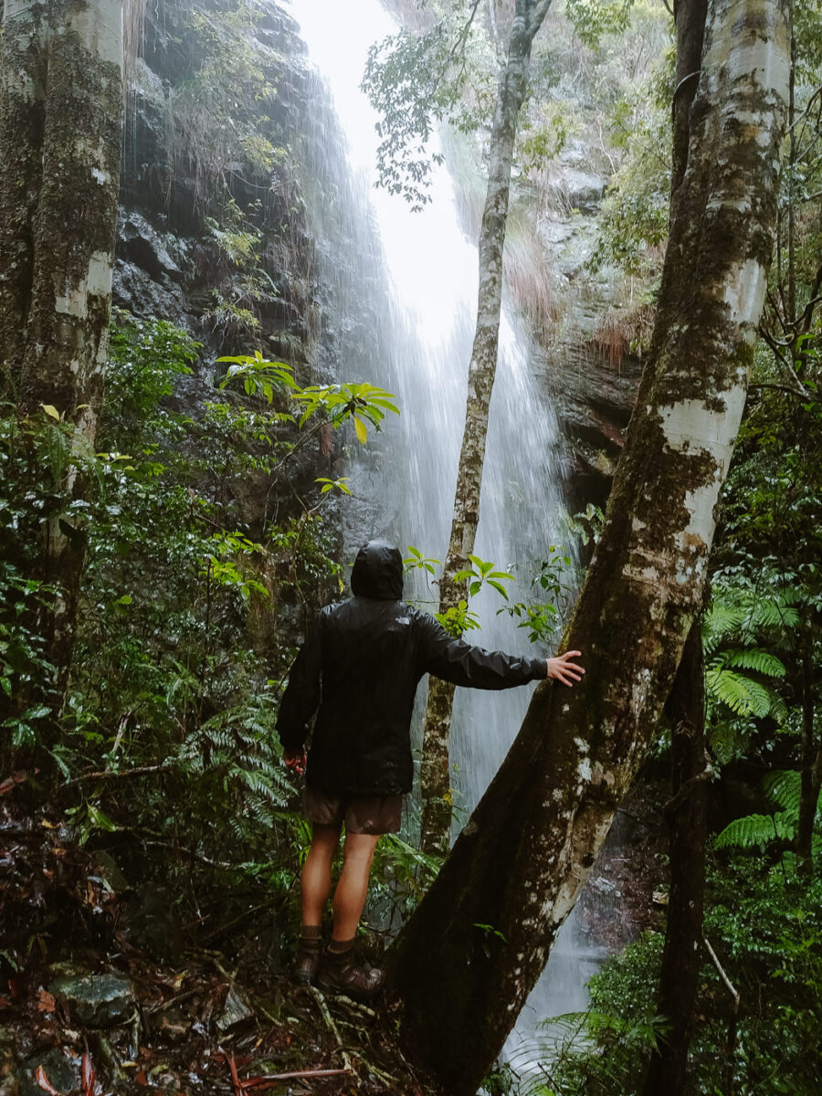 Twin Falls Waterfall Circuit Hike in Springbrook National Park