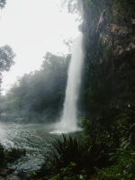 Twin Falls Waterfall Circuit Hike in Springbrook National Park