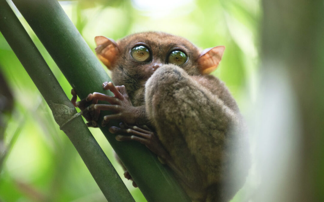 Where to see the Endangered Tarsiers in Bohol, Philippines