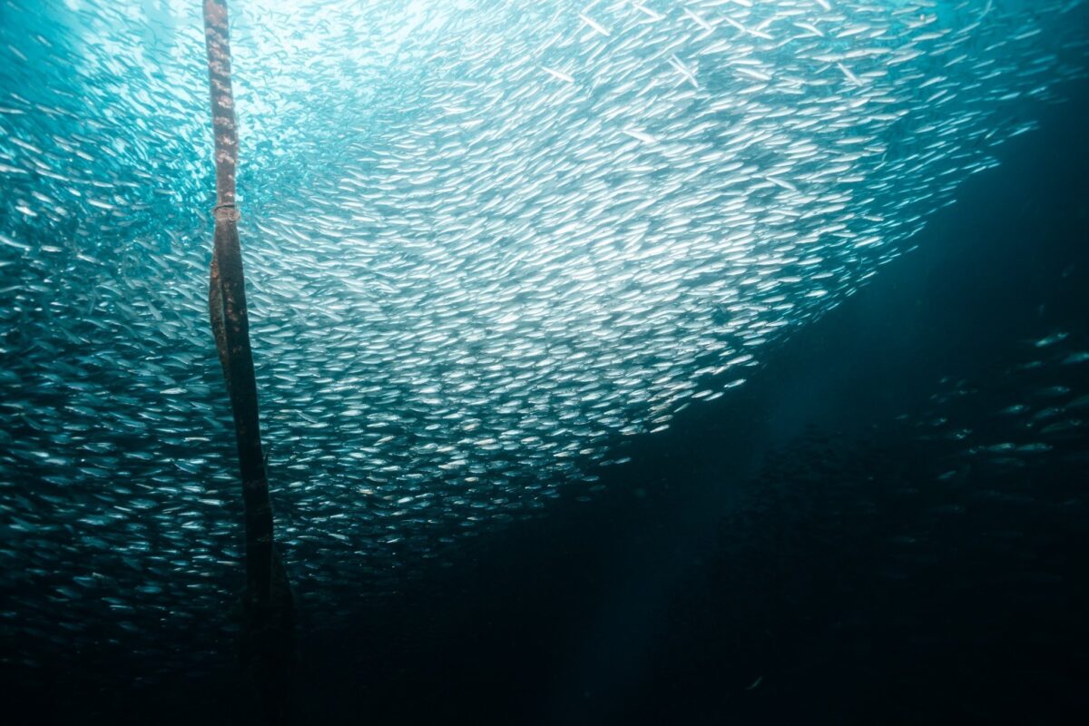 Here Are the Best Snorkeling Spots in Moalboal