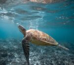 Here Are the Best Snorkeling Spots in Moalboal