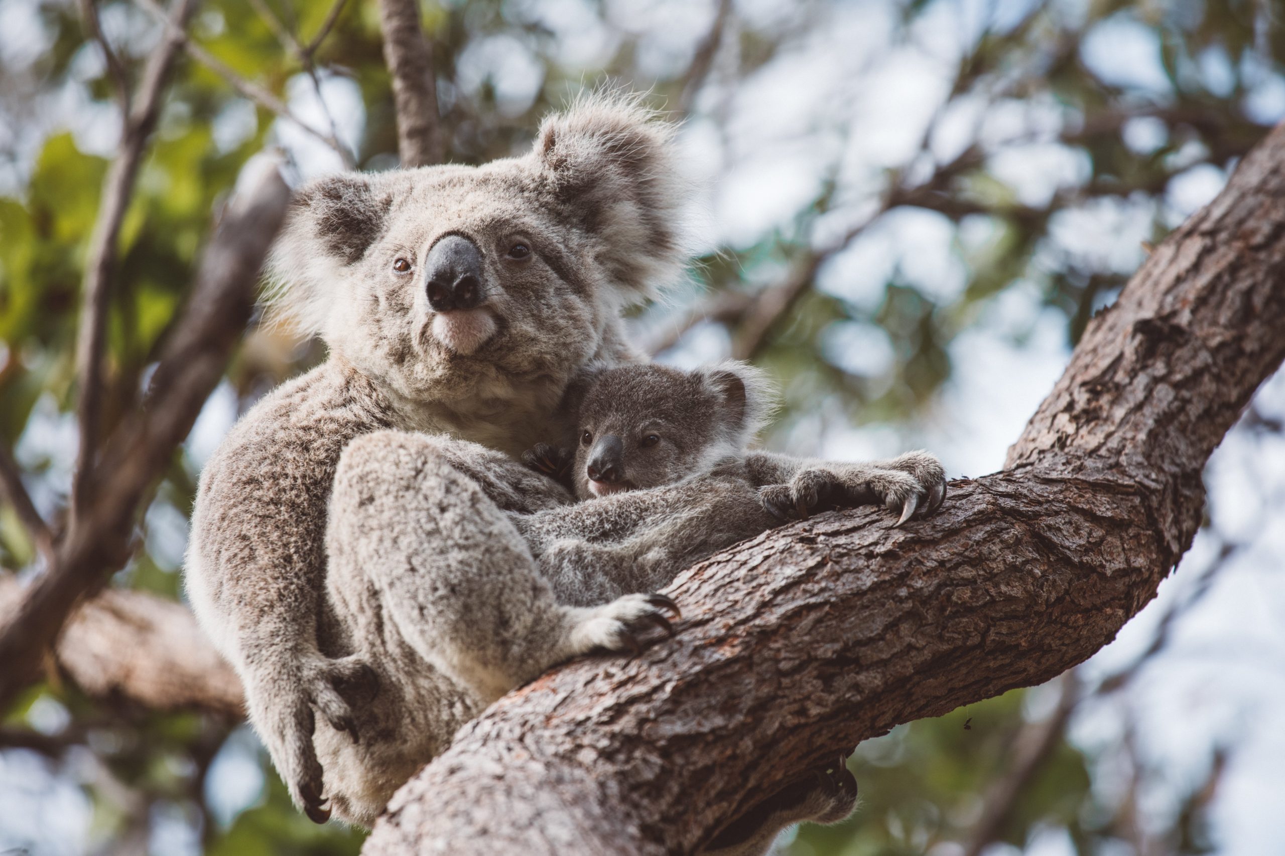 13 Fun Things to Do on Magnetic Island on Your First Visit