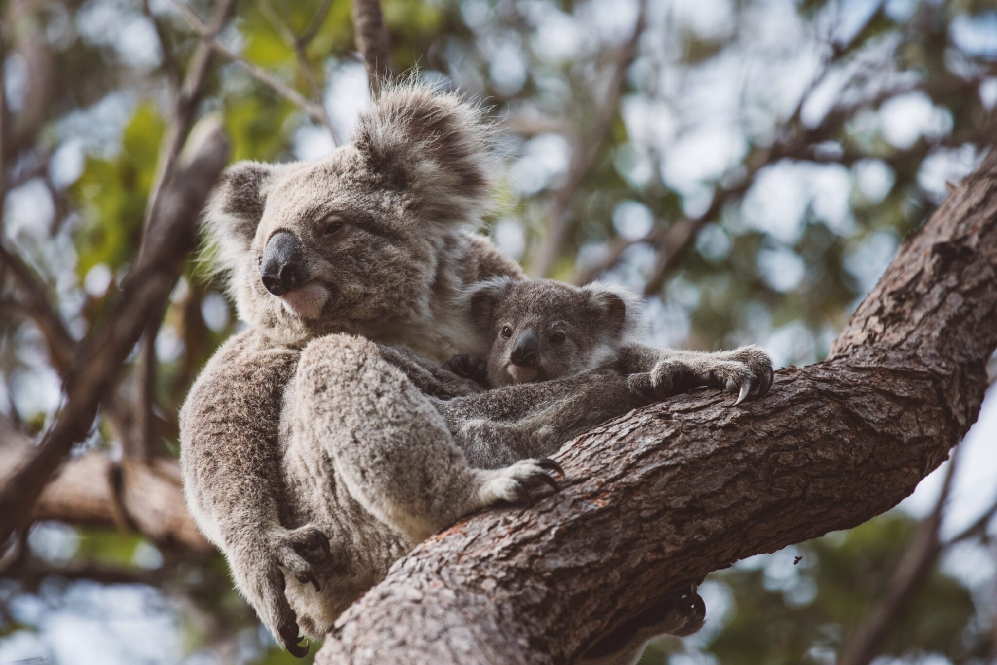 Spotting Koalas on The Forts Track, Magnetic Island