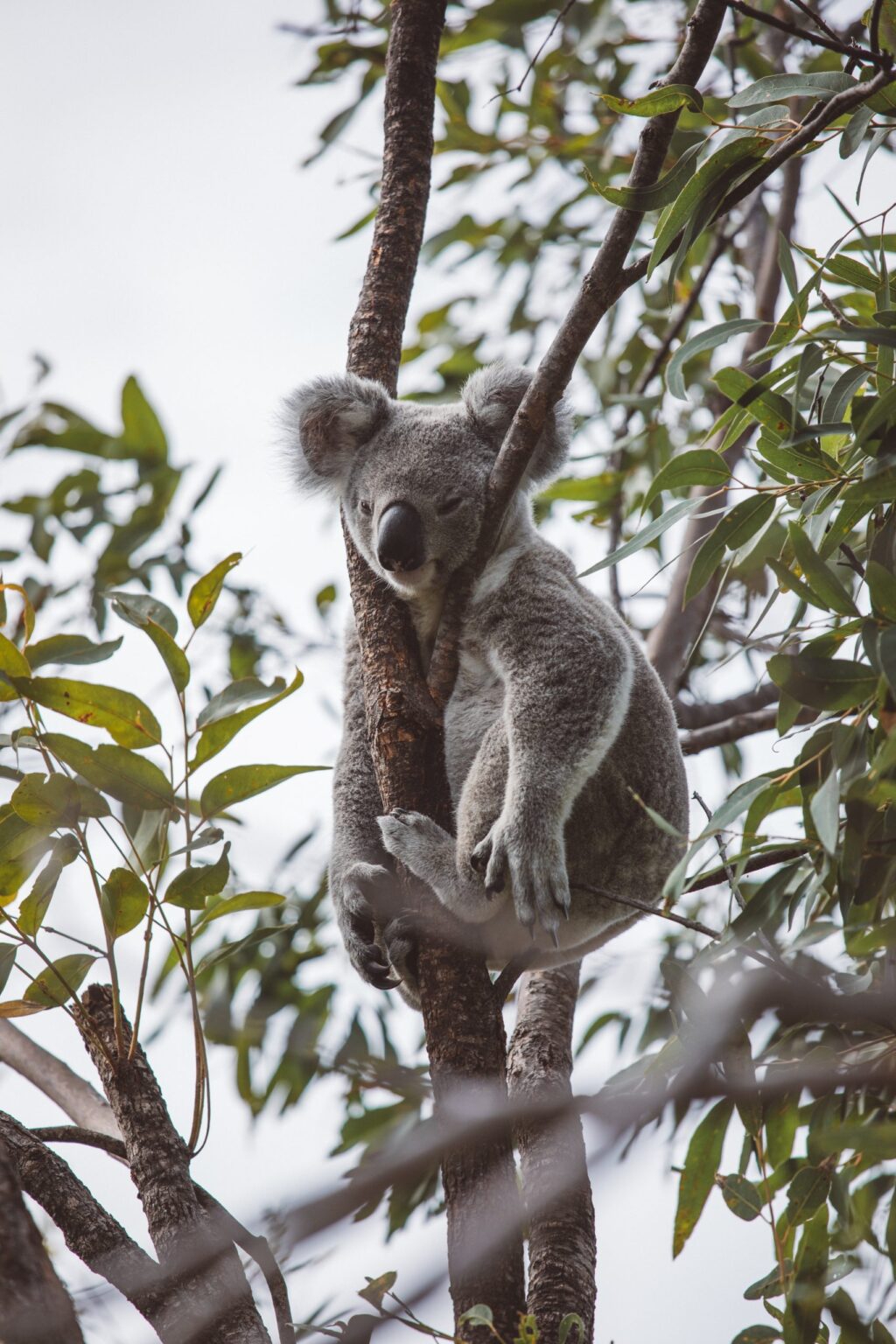 Spotting Koalas on The Forts Track, Magnetic Island