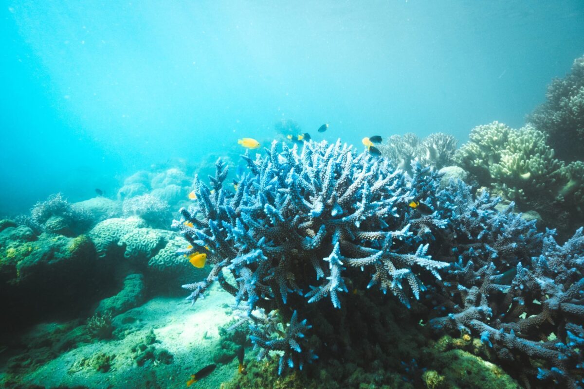 First-Timer's Guide to Visiting Orpheus Island in Queensland