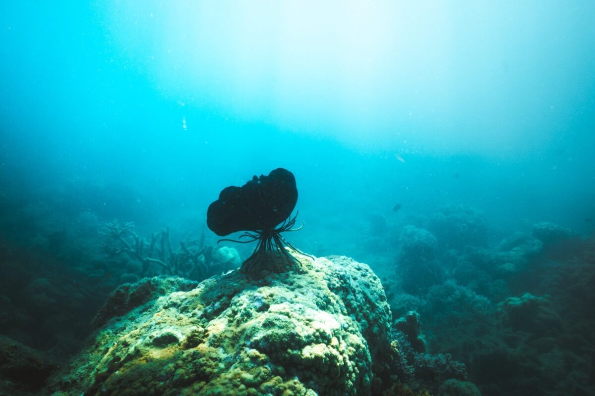 First-Timer's Guide to Visiting Orpheus Island in Queensland