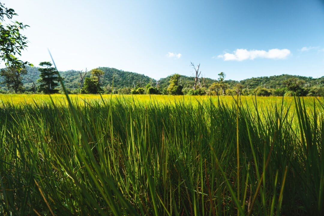 Exploring Dunk Island: Best Things To See & Do