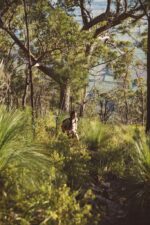 Walsh's Pyramid Hike in Cairns: Complete Guide