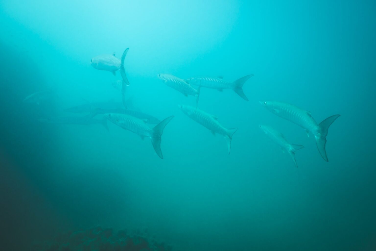 Complete Guide to The Low Isles, Port Douglas, Australia