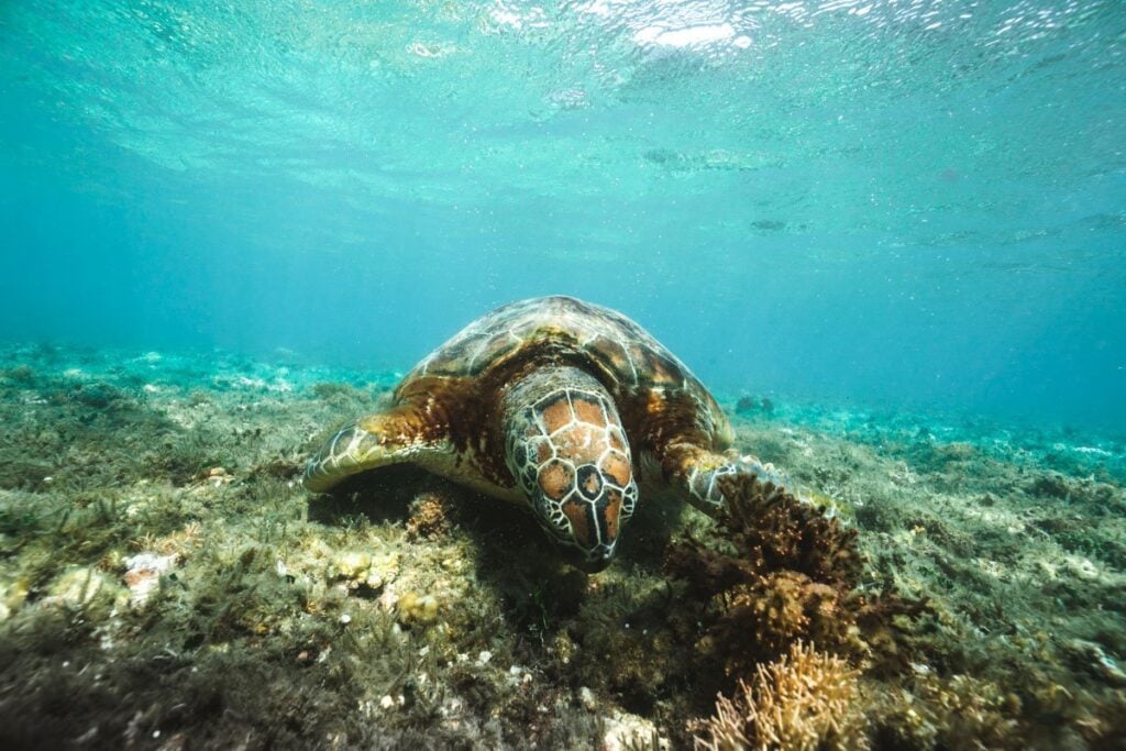 Fitzroy Island Guide: Things to Do & See in 2021 – We Seek Travel Blog