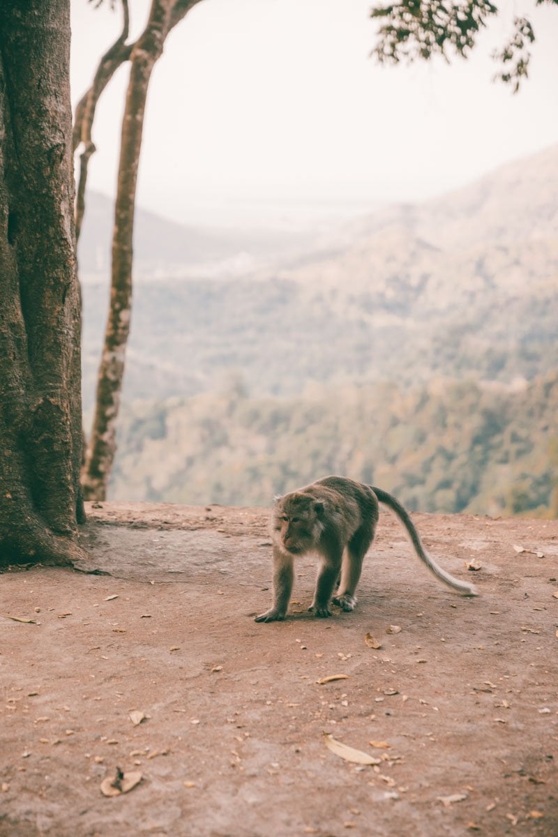 Lombok Monkey Forest (Baun Pusuk) - Complete Guide