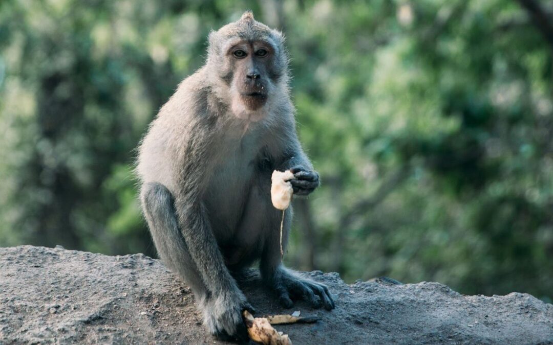 Lombok Monkey Forest - Baun Pusuk