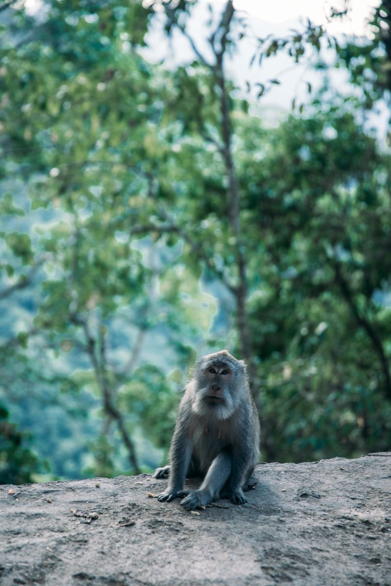 Lombok Monkey Forest (Baun Pusuk) - Complete Guide