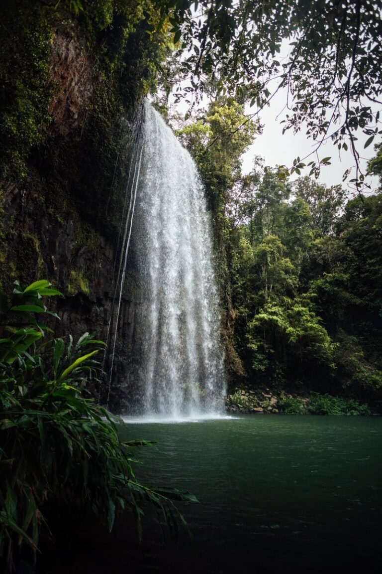 Ellinjaa Falls in Millaa Millaa, Queensland: Complete Guide