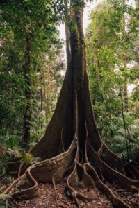 Nandroya Falls: Hiking & Waterfall Guide From Cairns