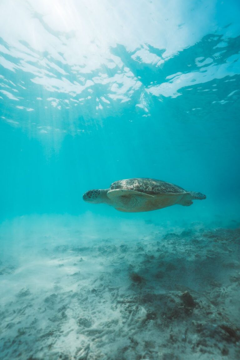 Best Gili Islands Snorkeling Locations – We Seek Travel Blog