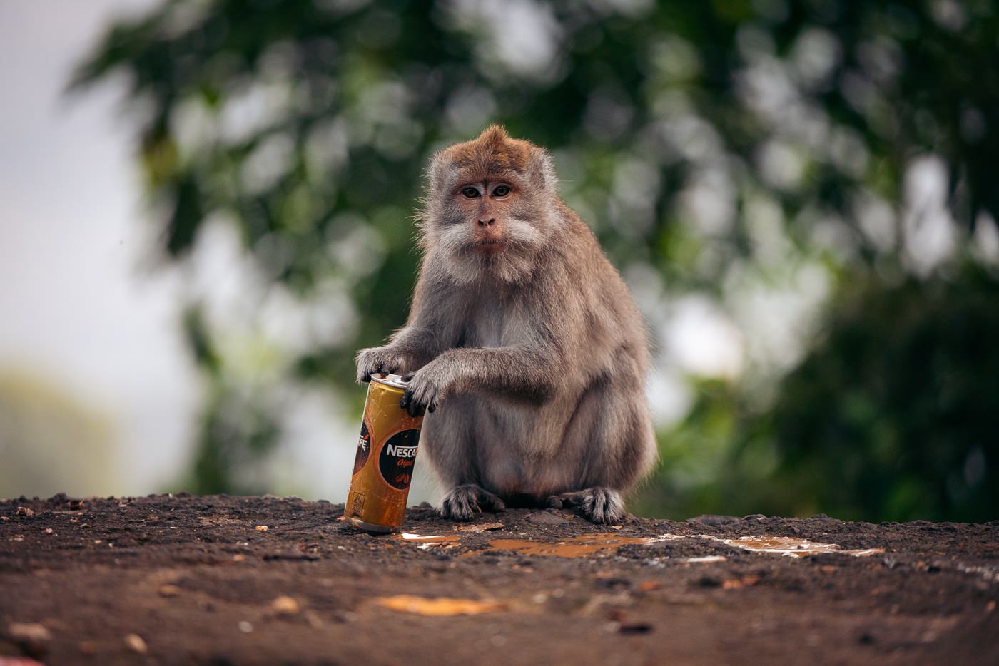 Lombok Monkey Forest (Baun Pusuk) - Complete Guide