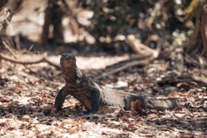 Rinca & Komodo Islands in Komodo National Park: Travel Guide