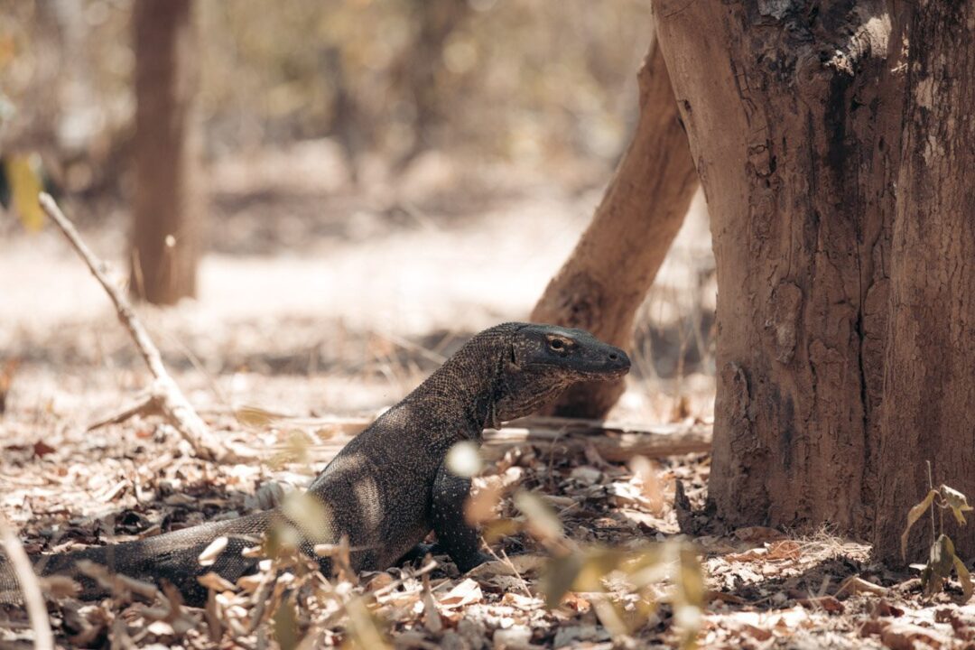 Rinca & Komodo Islands in Komodo National Park: Travel Guide