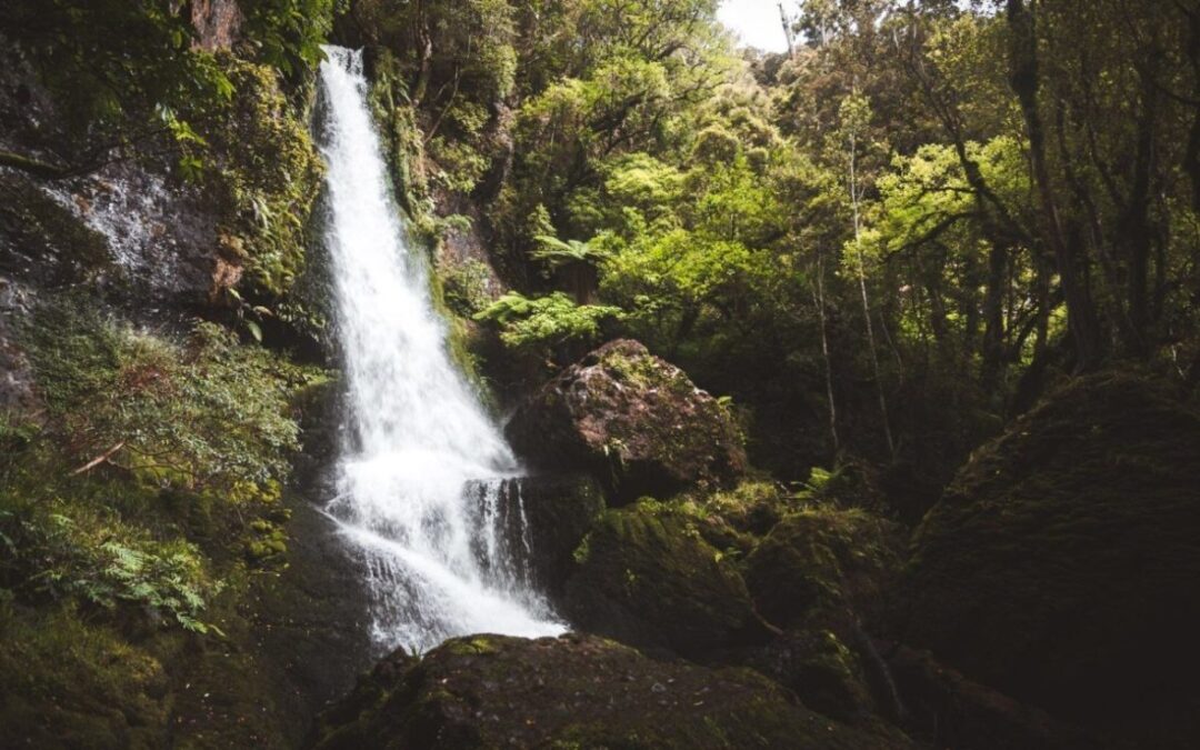 How to Hike the Waipohatu Waterfall Loop in The Catlins