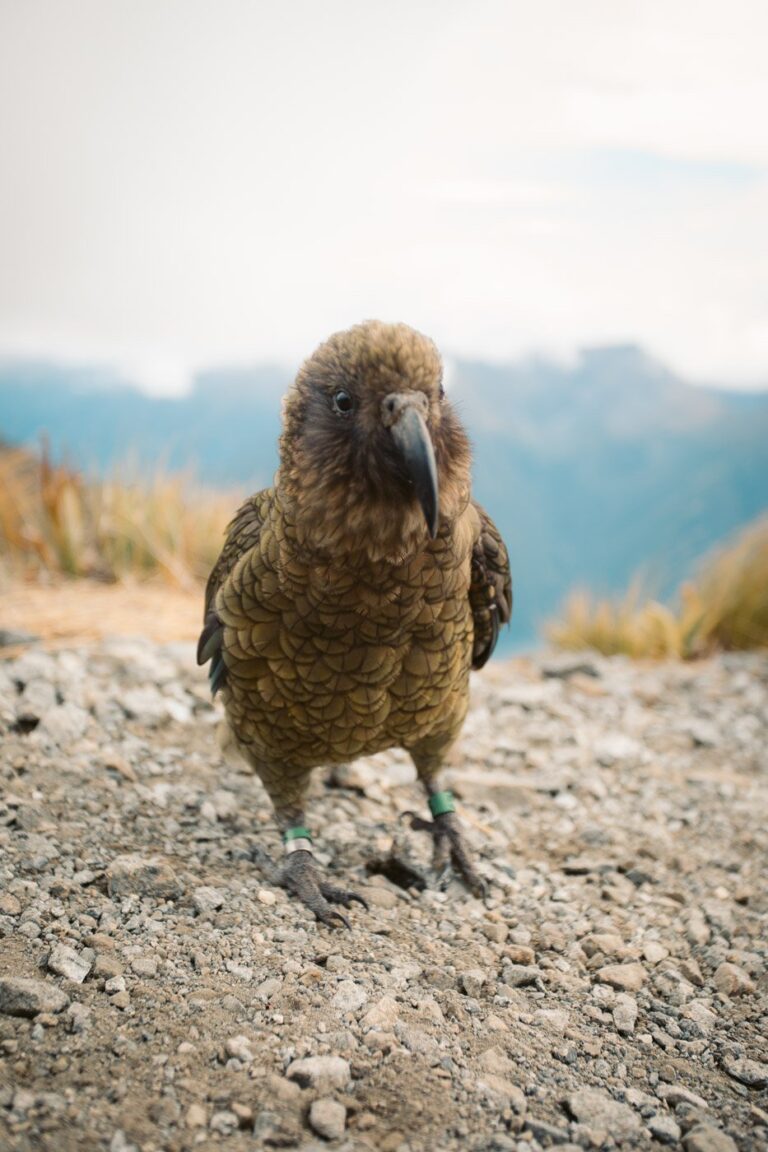 How I Hiked the Kepler Track in 3 Days For Under $40