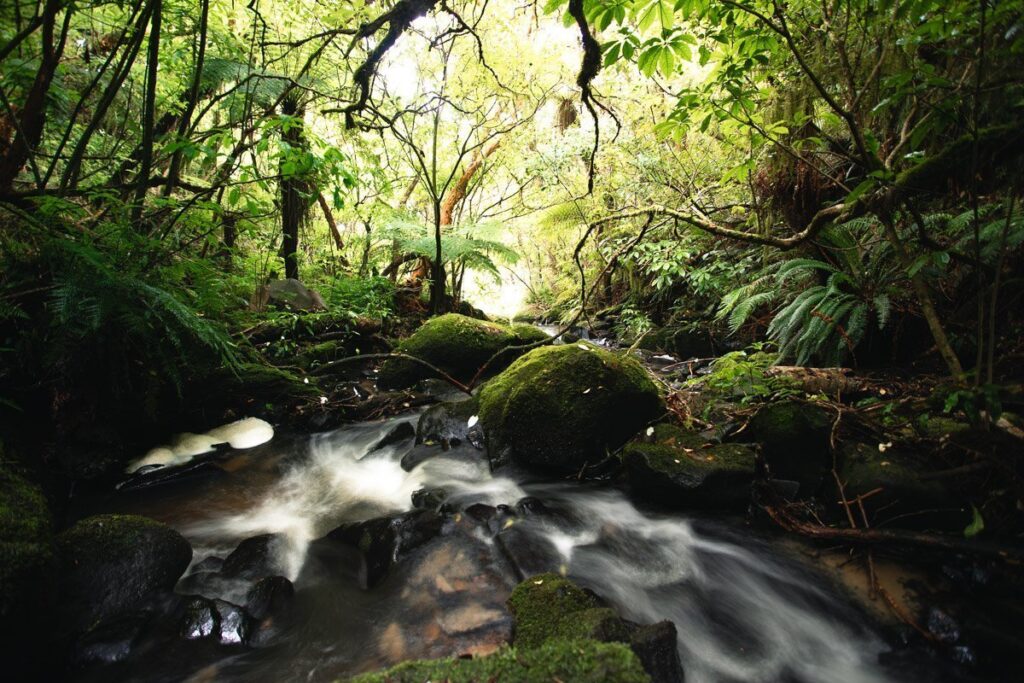 How to Visit Matai Falls and Horseshoe Falls: The Catlins