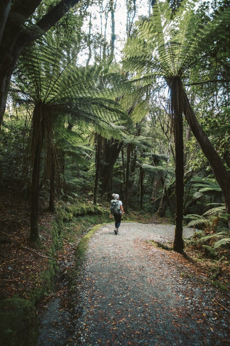 Roberts Point Track - Franz Josef Glacier Lookout, New Zealand – We ...