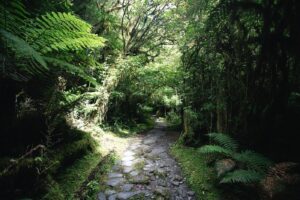 Roberts Point Track - Franz Josef Glacier Lookout, New Zealand – We ...