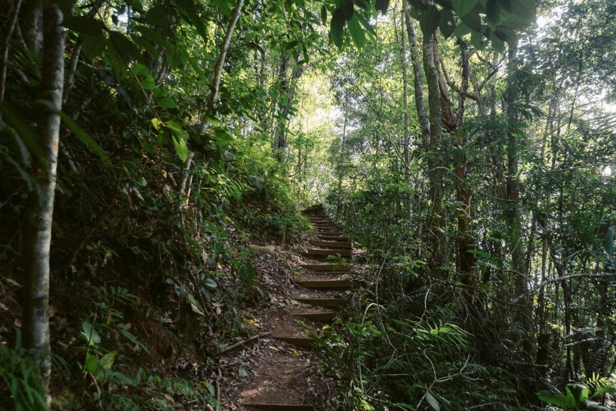 Cairns Arrow Tracks: Red & Blue Arrow (Mount Whitfield Loop)