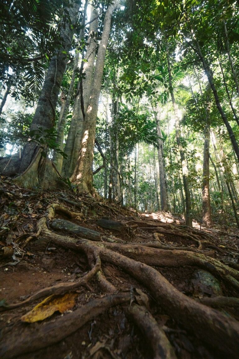 Cairns Arrow Tracks: Red & Blue Arrow (Mount Whitfield Loop)