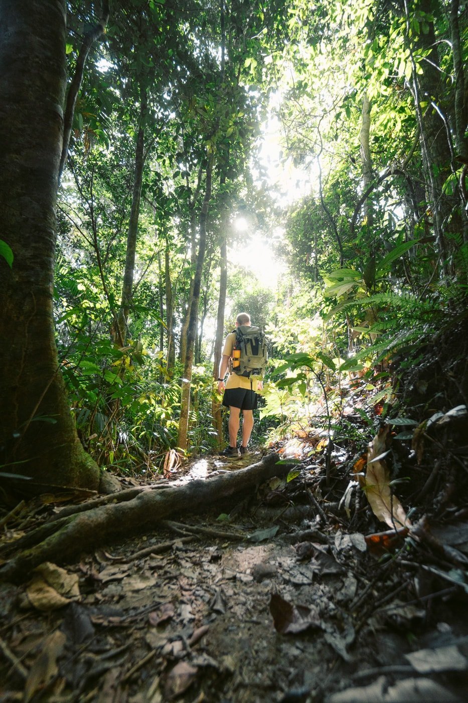 Red Arrow, Blue Arrow Tracks Cairns - Mount Whitfield Loop – We Seek ...