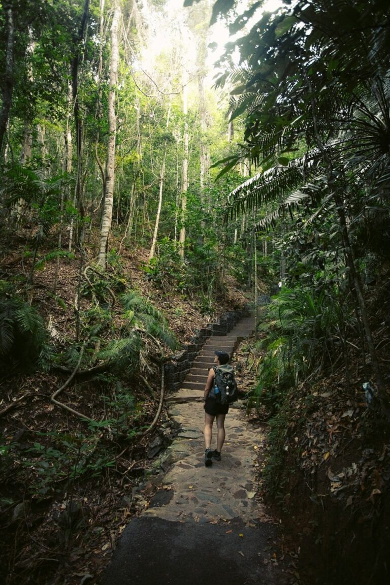 Cairns Arrow Tracks: Red & Blue Arrow (Mount Whitfield Loop)