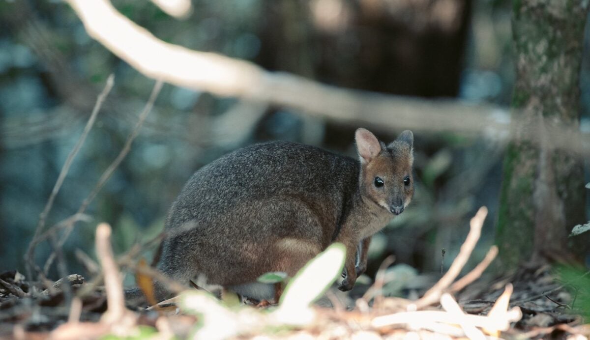 Cairns Arrow Tracks: Red & Blue Arrow (Mount Whitfield Loop)