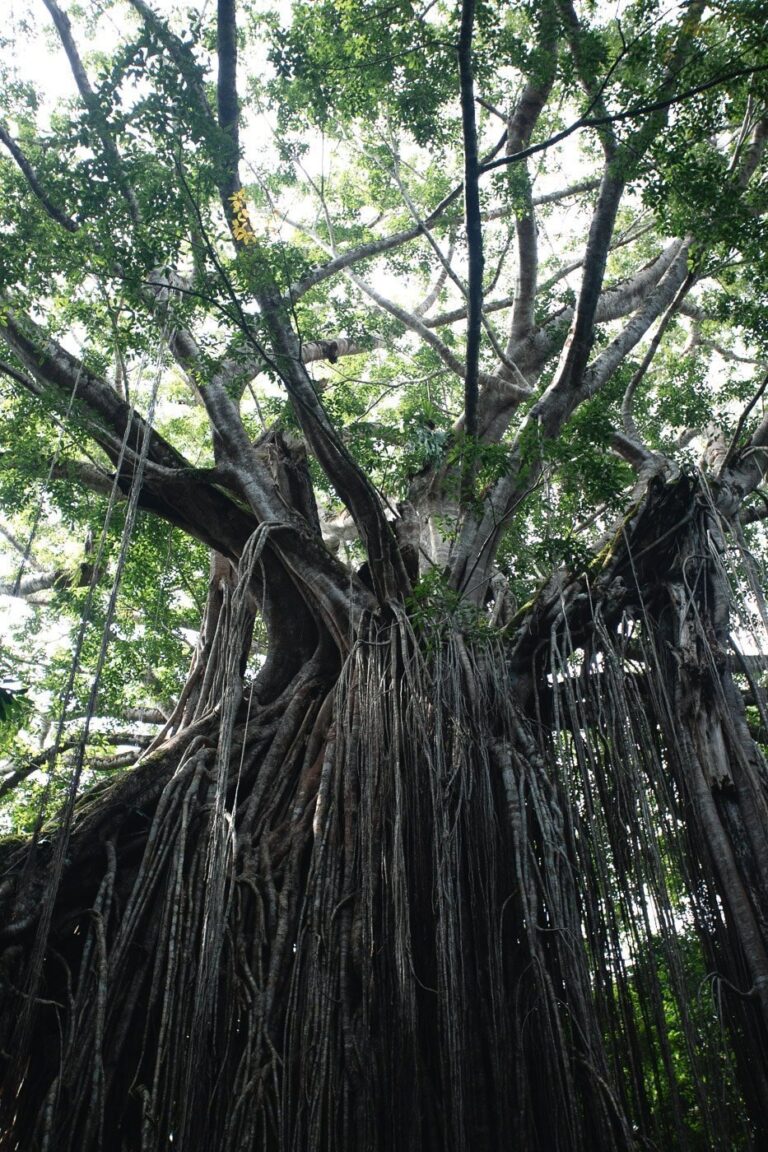 Visiting the Curtain Fig Tree in Yungaburra, Tablelands