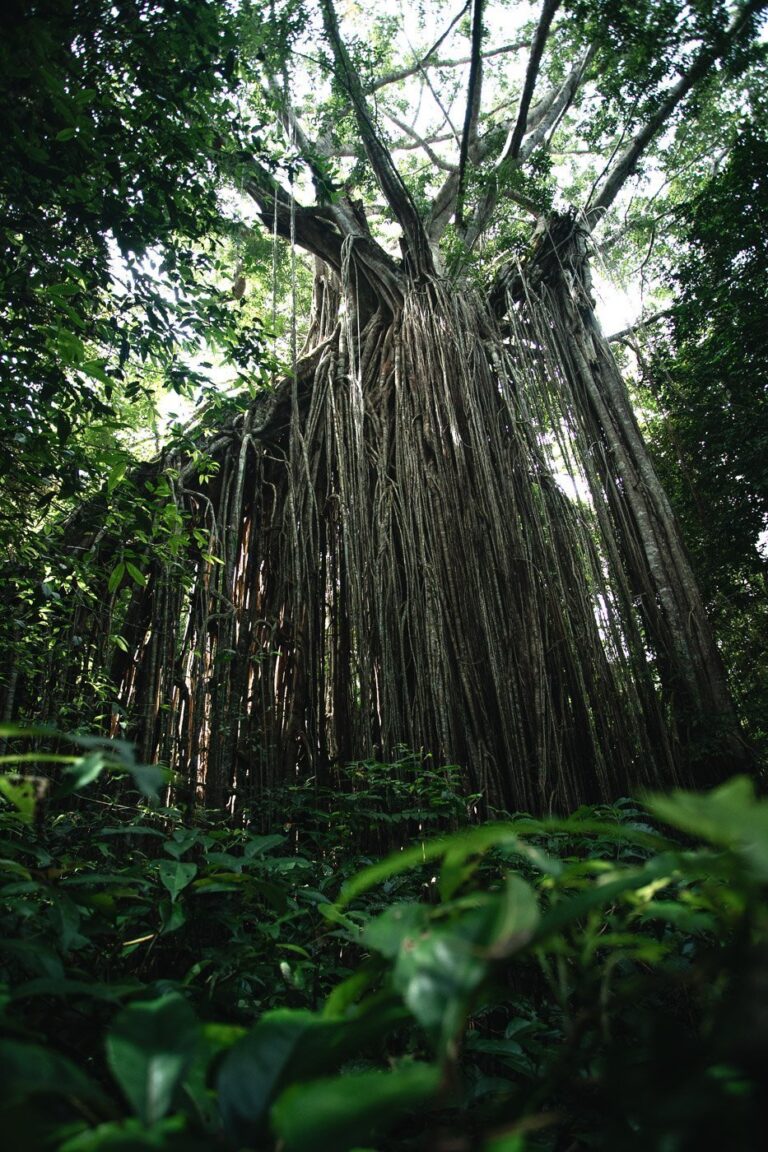 Visiting the Curtain Fig Tree in Yungaburra, Tablelands