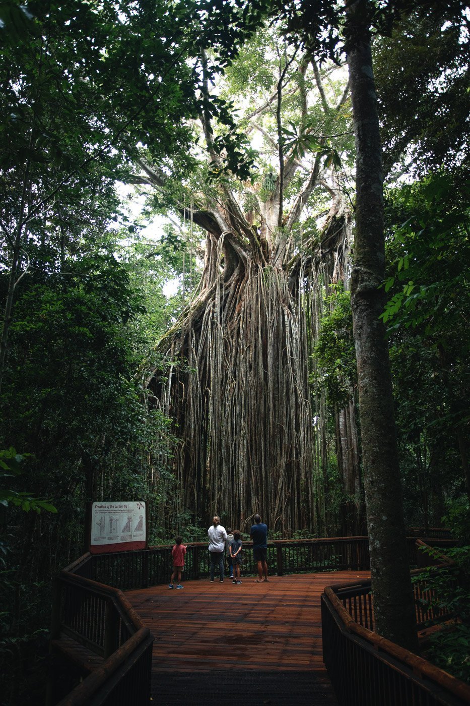 Visiting the Curtain Fig Tree in Yungaburra, Tablelands