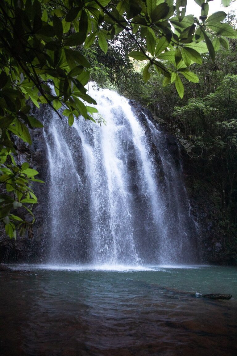 Millaa Millaa Waterfall Circuit - Essential Guide
