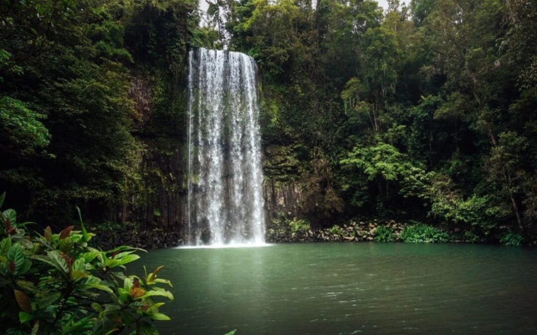Millaa Millaa Waterfall Circuit - Essential Guide