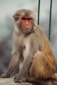 20 Fun & Adventurous Things to Do in Rishikesh, India