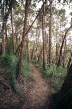 Windin Falls Hike: Infinity Pool Waterfall Near Cairns