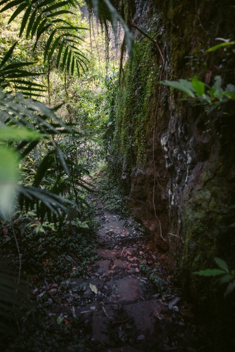 Zillie Falls in Millaa Millaa, Queensland: Complete Guide