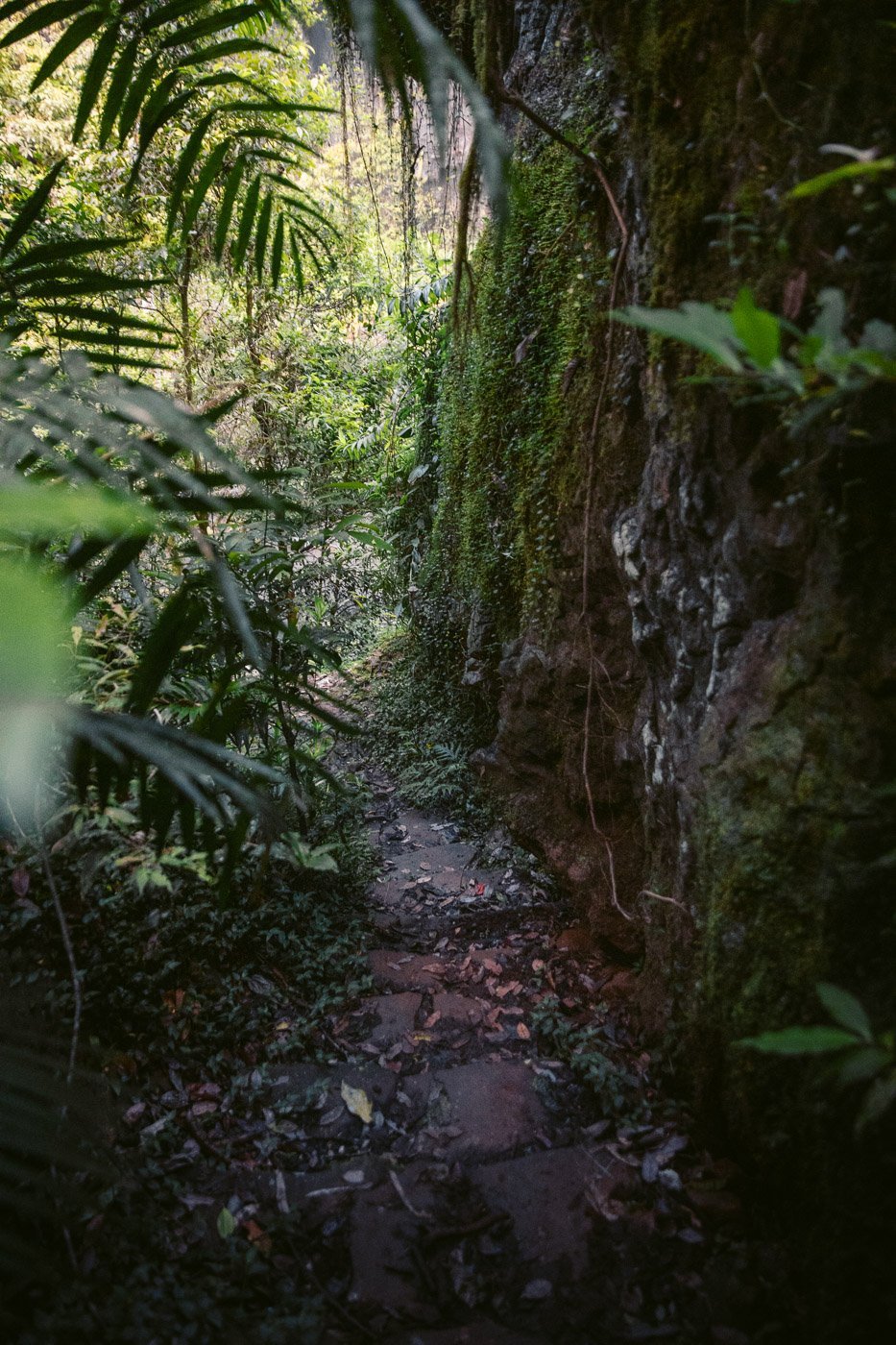 Zillie Falls, Millaa Millaa, Queensland - What to Expect – We Seek Travel