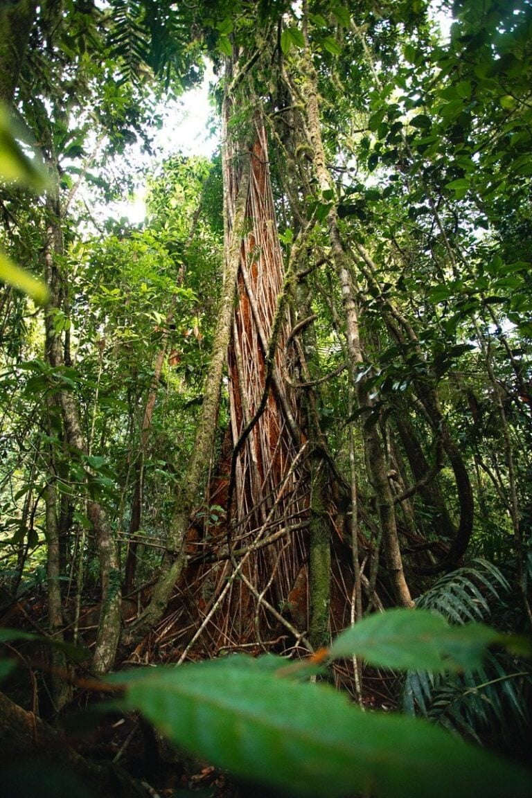 38 Awesome Hikes in Cairns: Ultimate Guide – We Seek Travel