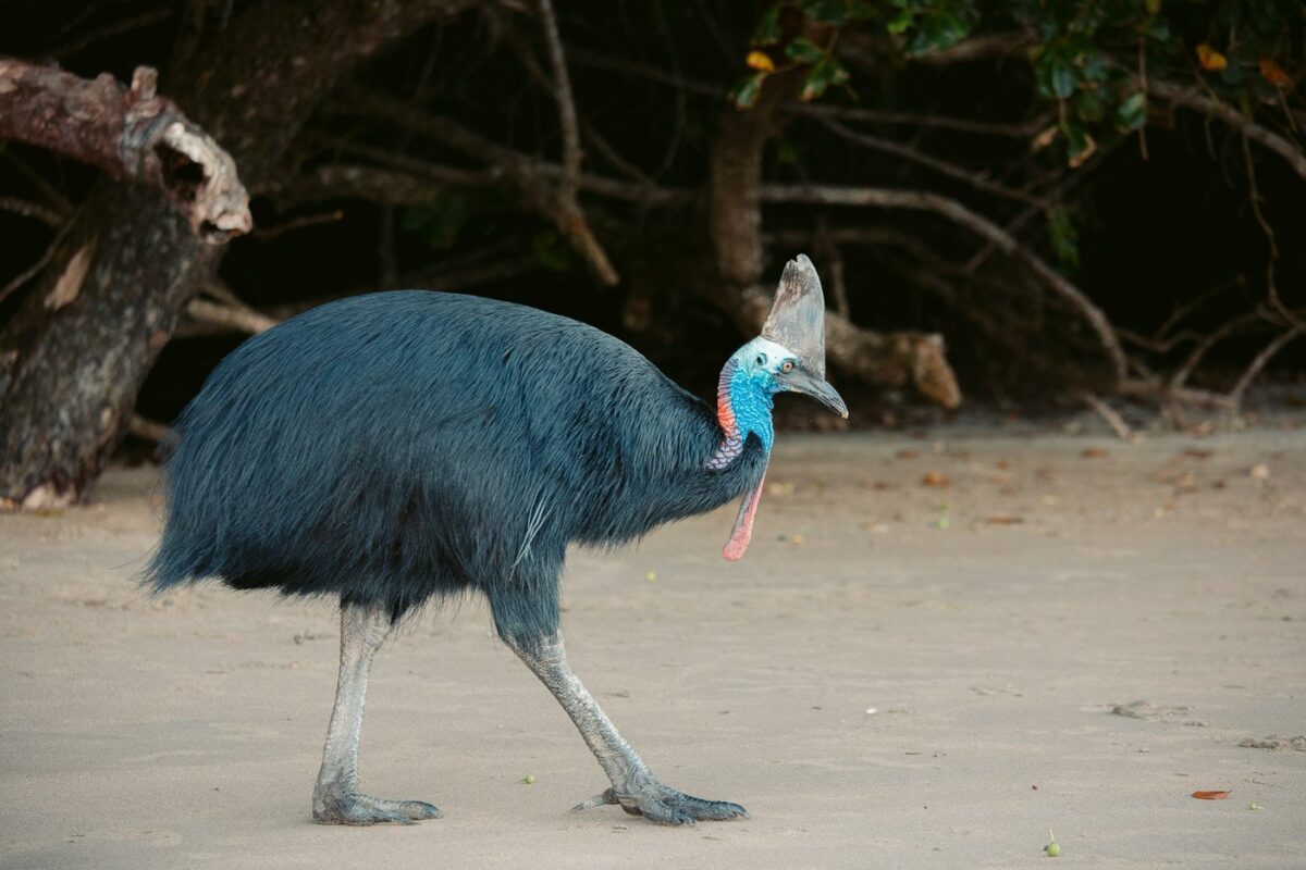 Etty Bay is The Best Place to Spot Cassowaries in Queensland