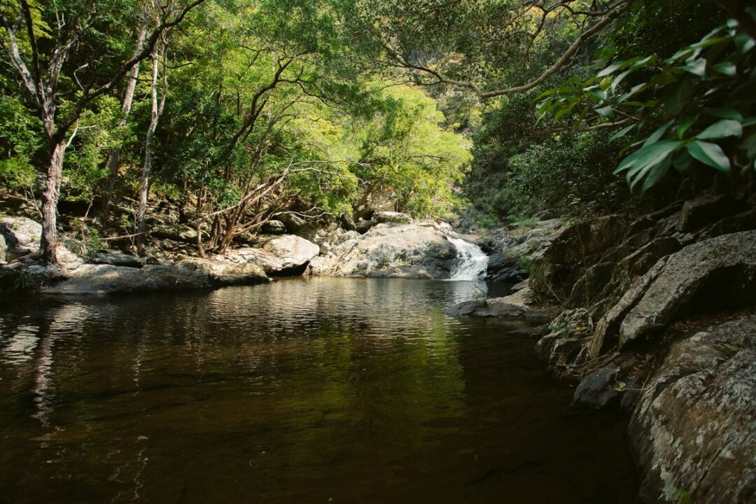 Spring Creek Falls Hike in Port Douglas: Complete Guide