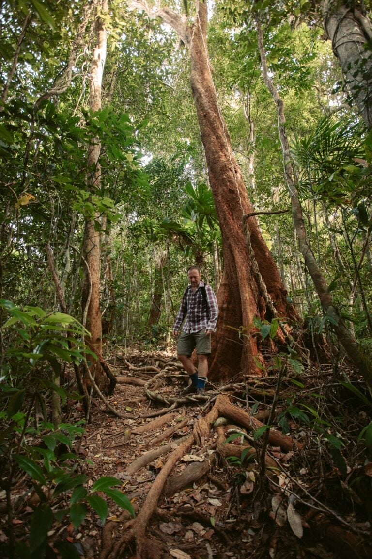 Hiking the Mount Sorrow Ridge Trail in Cape Tribulation