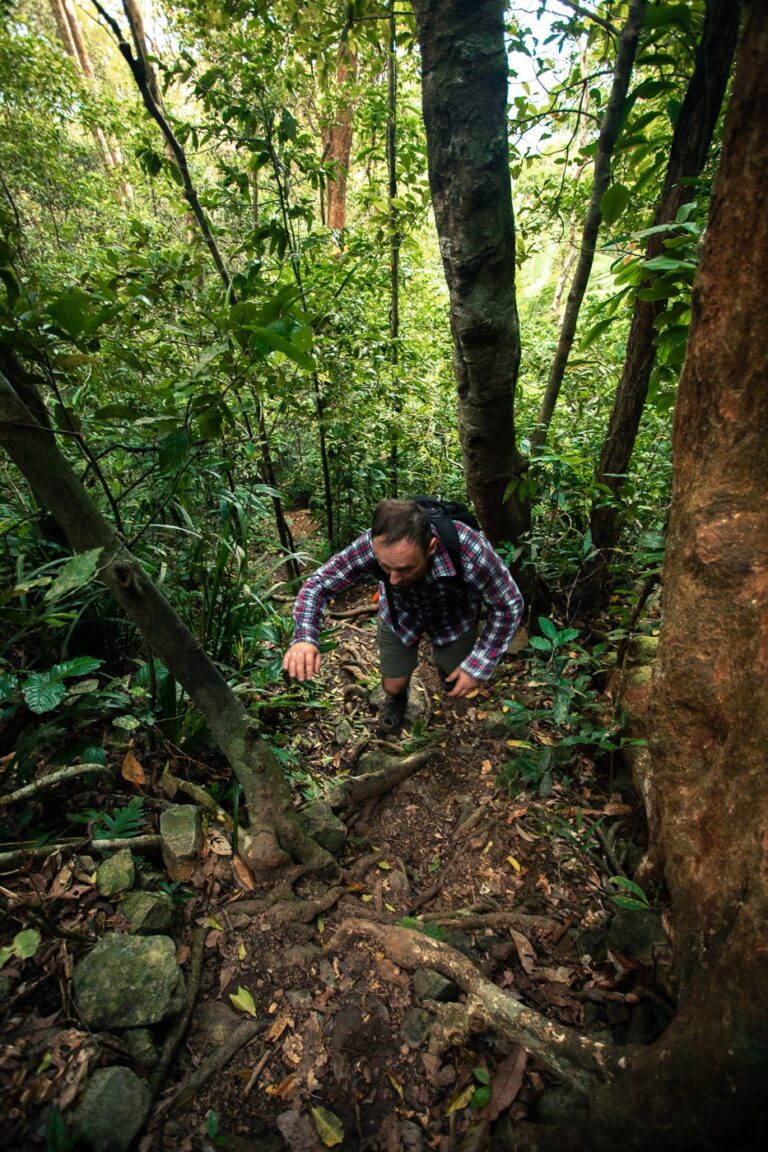 Hiking the Mount Sorrow Ridge Trail in Cape Tribulation